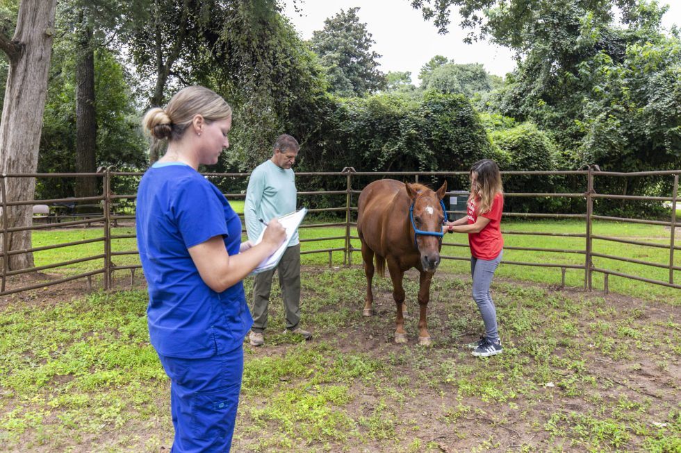 Equine therapy | Lone Star Behavioral Health Tomball, TX